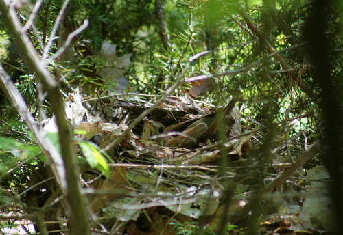 the Nest Files – Veery – Frontenac Bird Studies