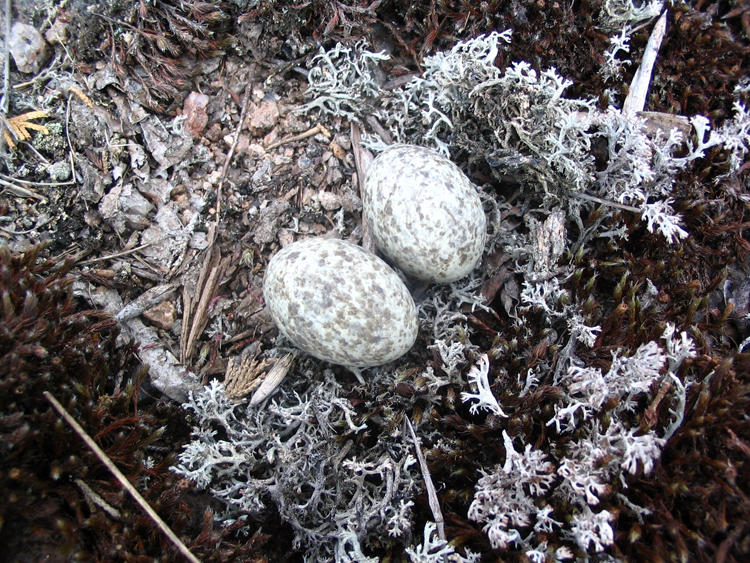 the Nest Files – Common Nighthawk – Frontenac Bird Studies