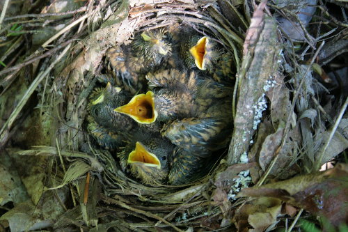 Field Season Summaries – Frontenac Bird Studies